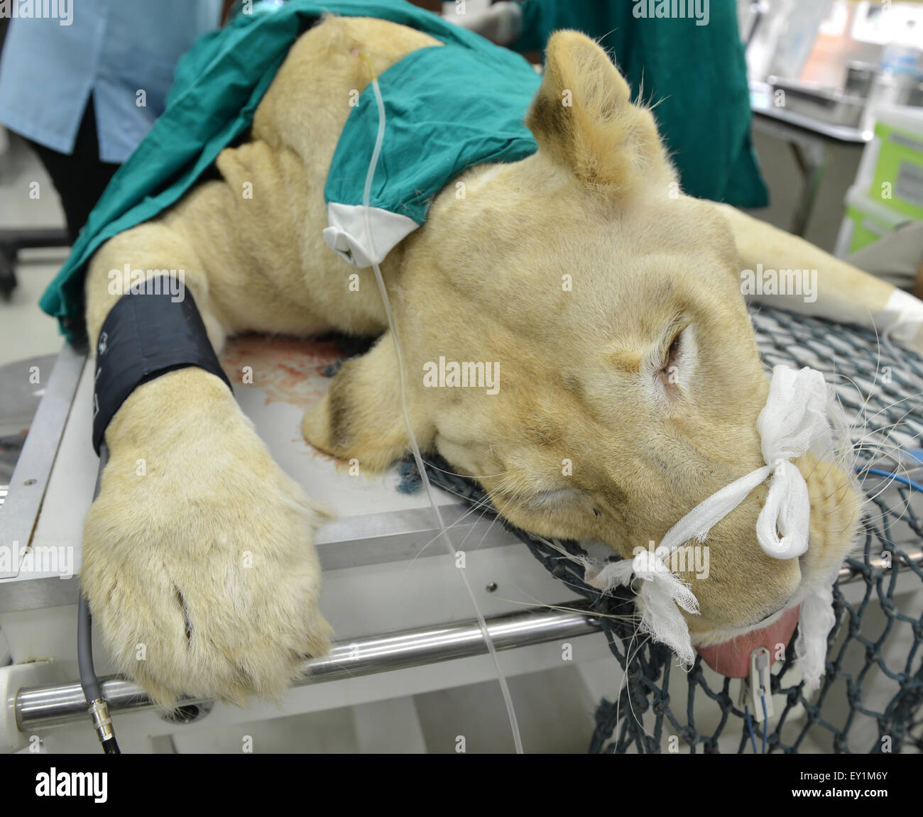 Veterinarian performing an operation on a lion in the operating room ...