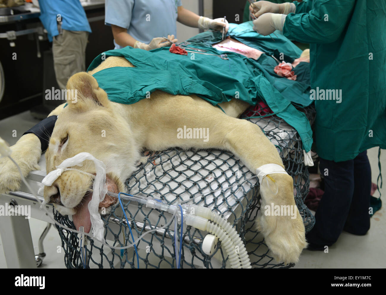 Veterinarian performing an operation on a lion in the operating room ...