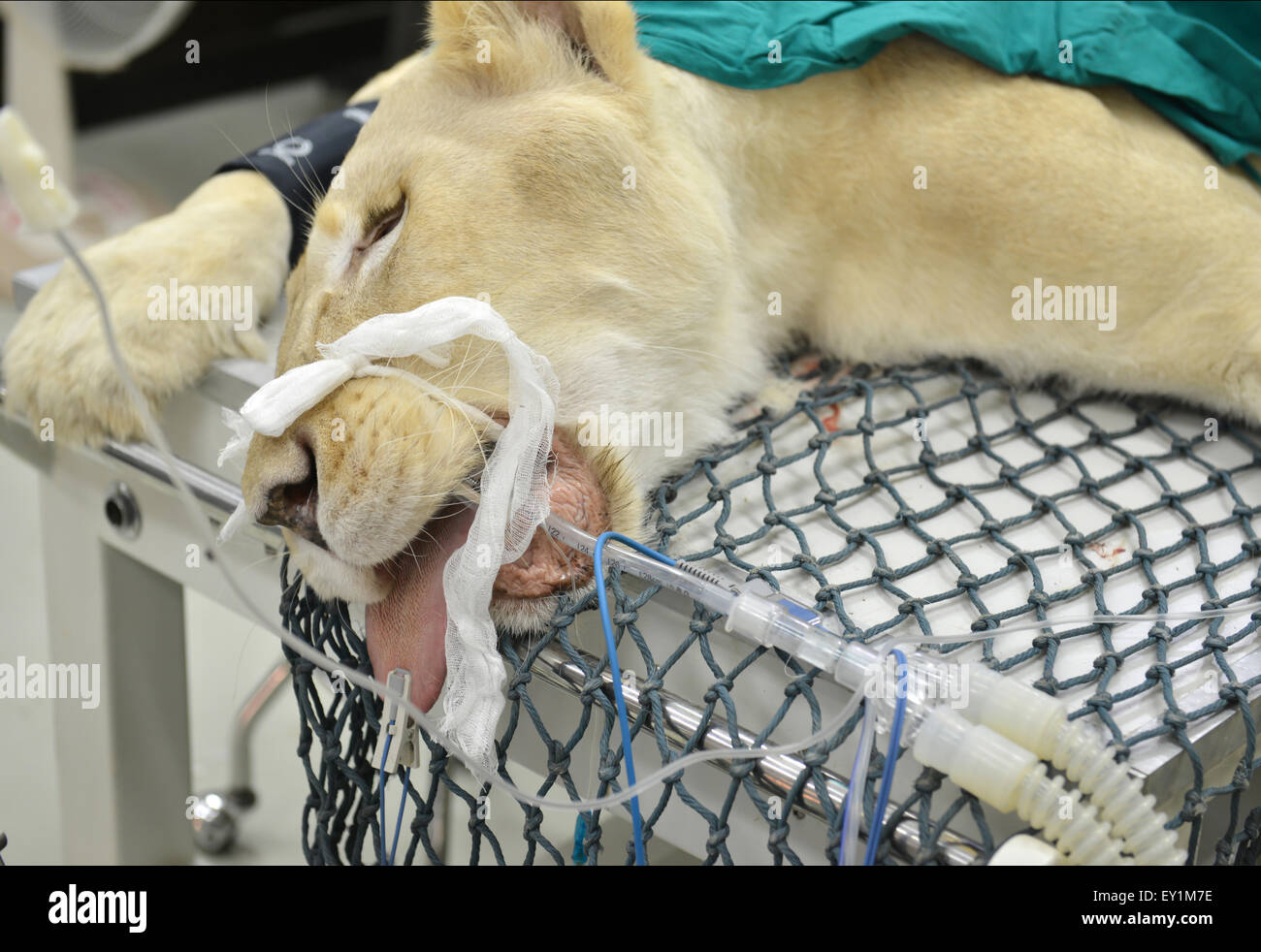 Veterinarian performing an operation on a lion in the operating room ...