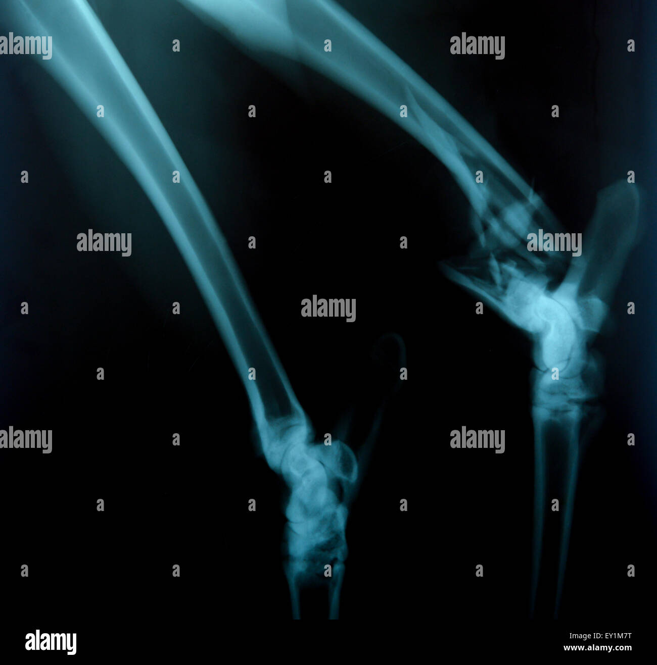 x ray picture of wild animal skeleton Stock Photo - Alamy