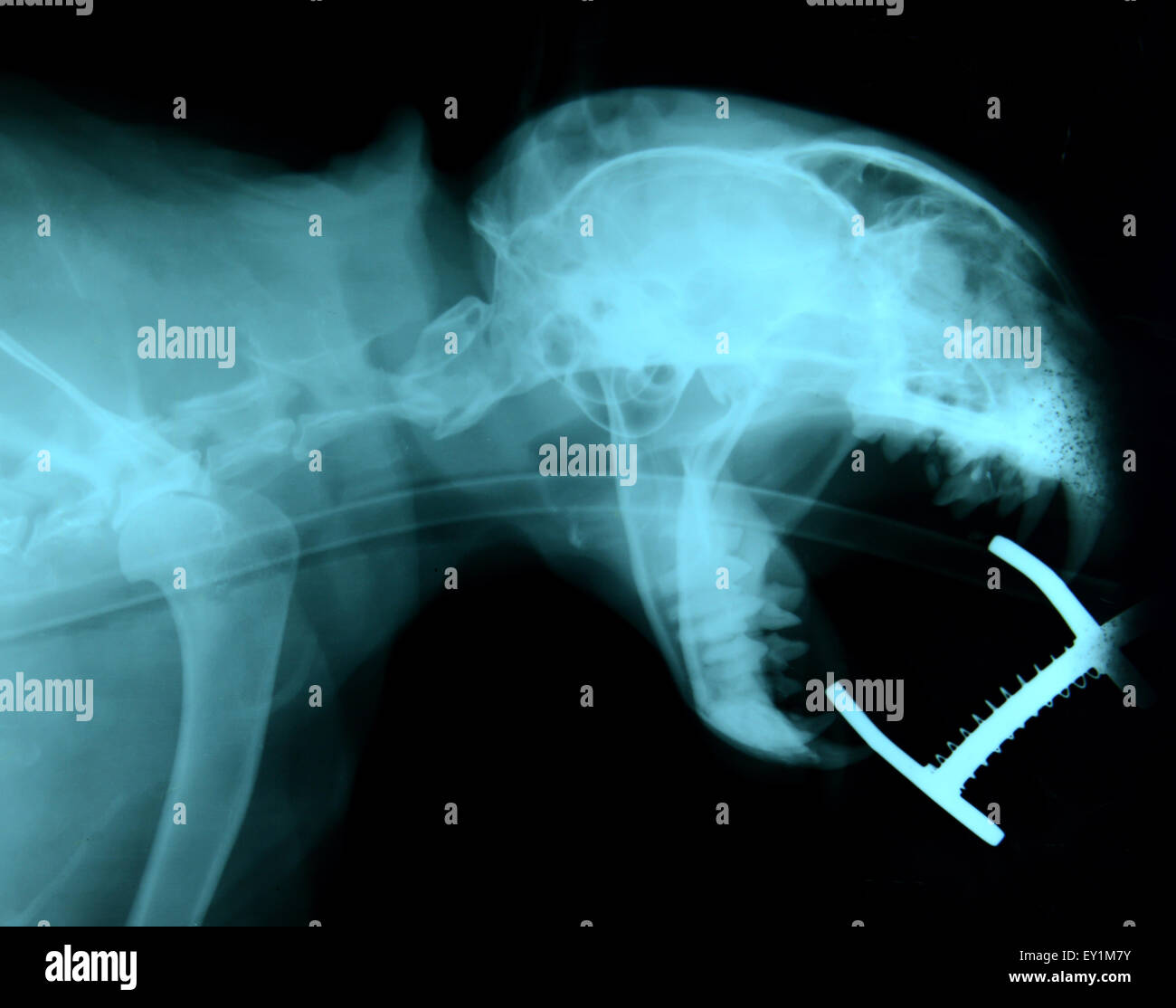 x ray picture of wild animal skeleton Stock Photo - Alamy