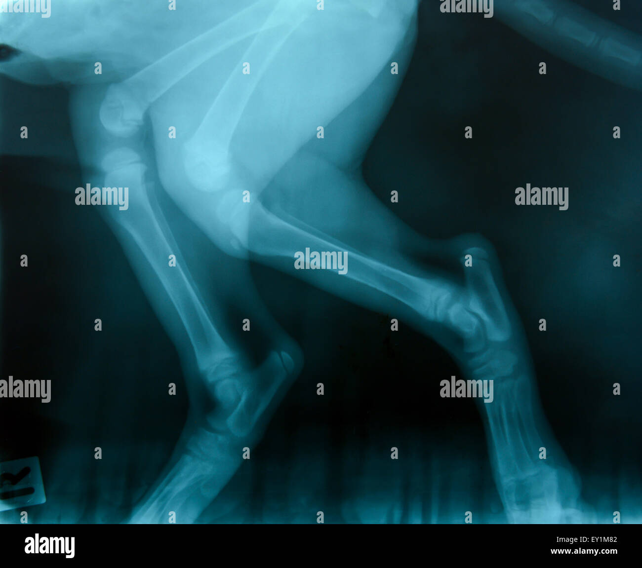 x ray picture of wild animal skeleton Stock Photo - Alamy