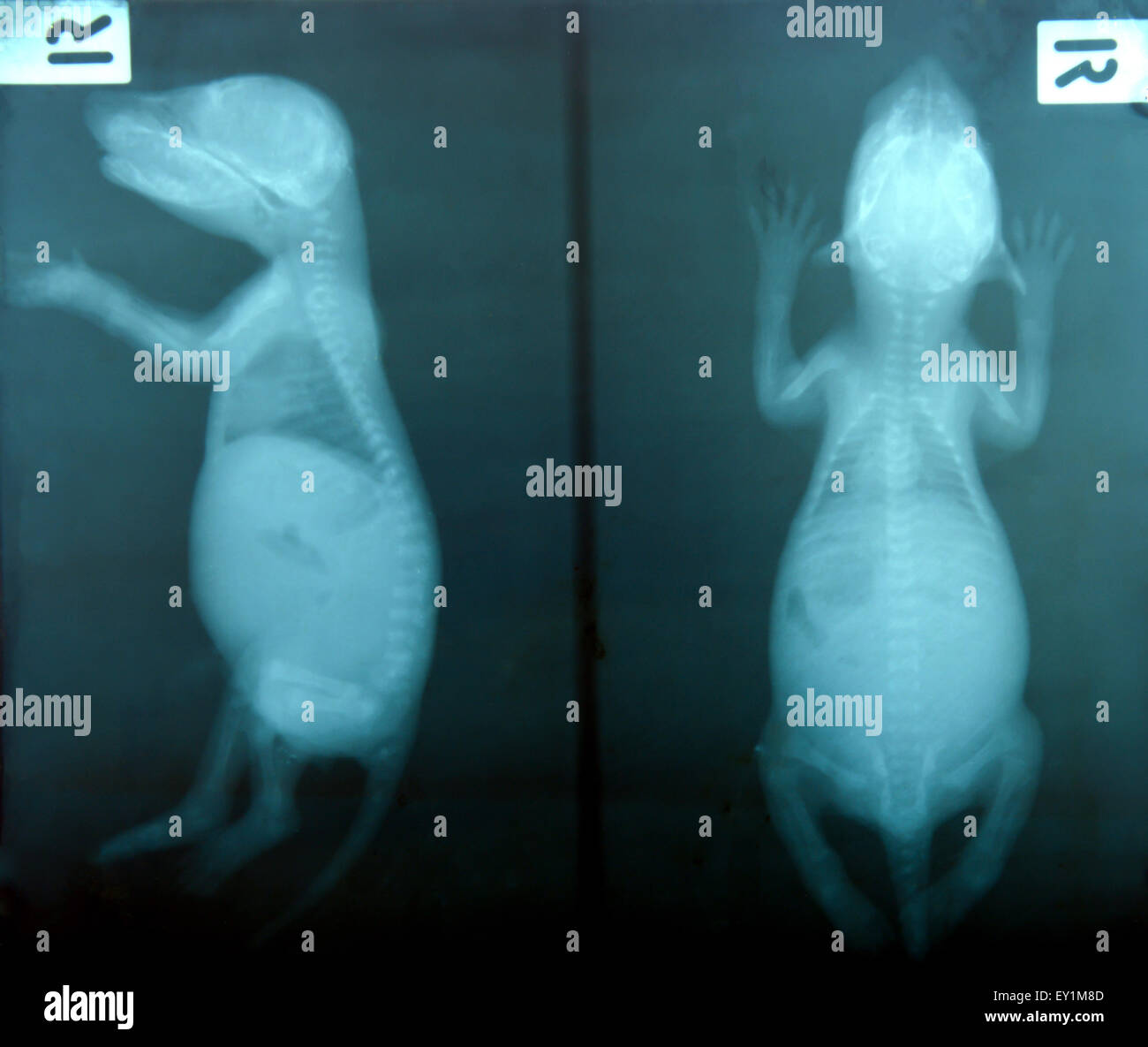 x ray picture of wild animal skeleton Stock Photo - Alamy