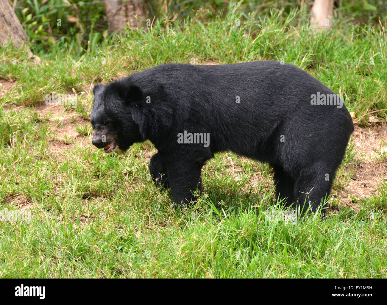 asiatic black bear or moon bear (ursus thibetanus Stock Photo - Alamy