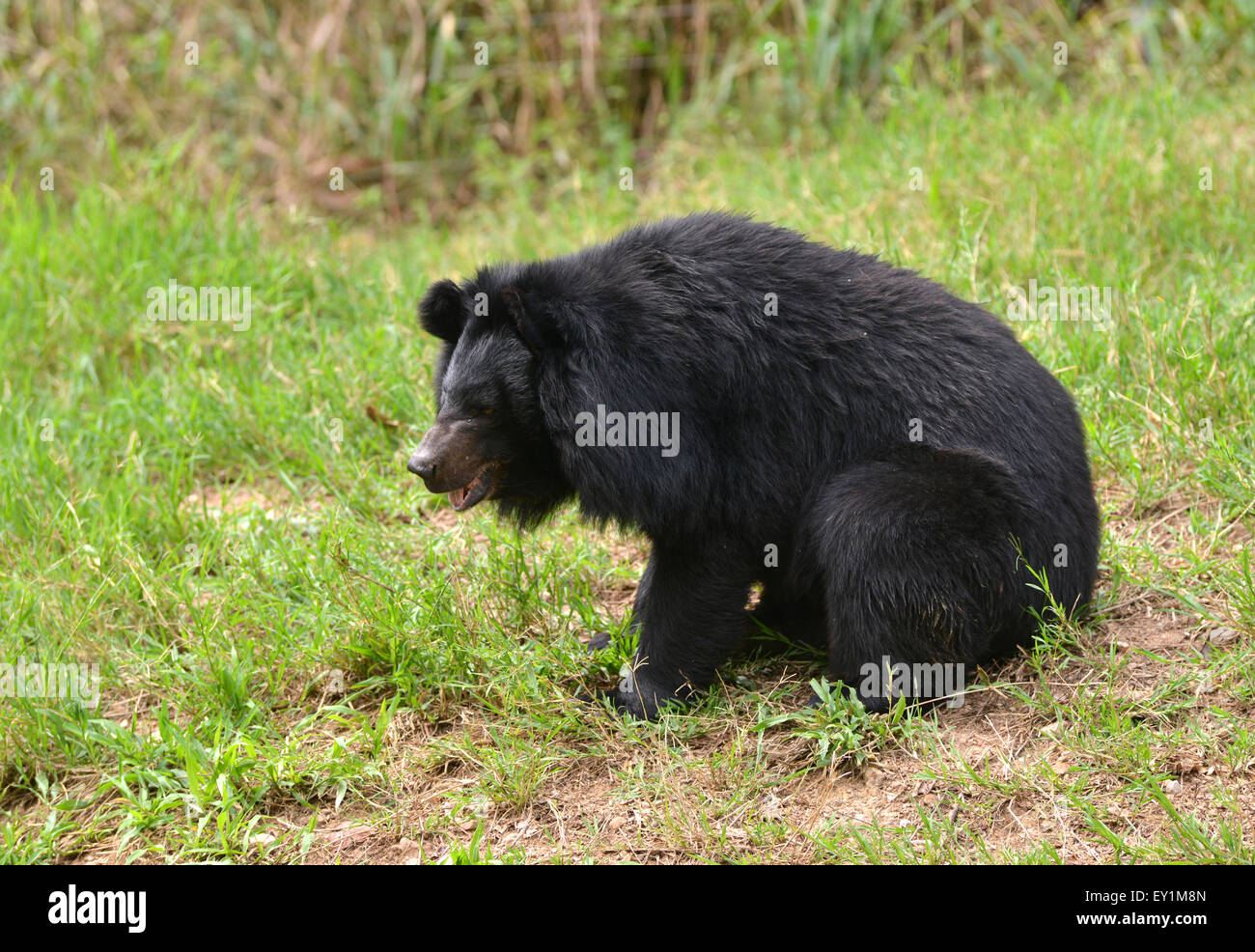 asiatic black bear or moon bear (ursus thibetanus Stock Photo - Alamy