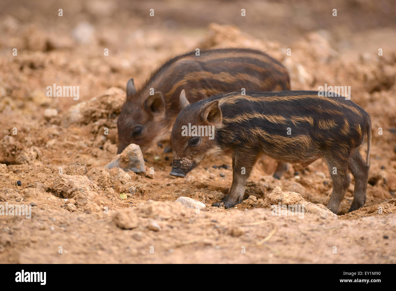 baby wild boar with striped Stock Photo - Alamy