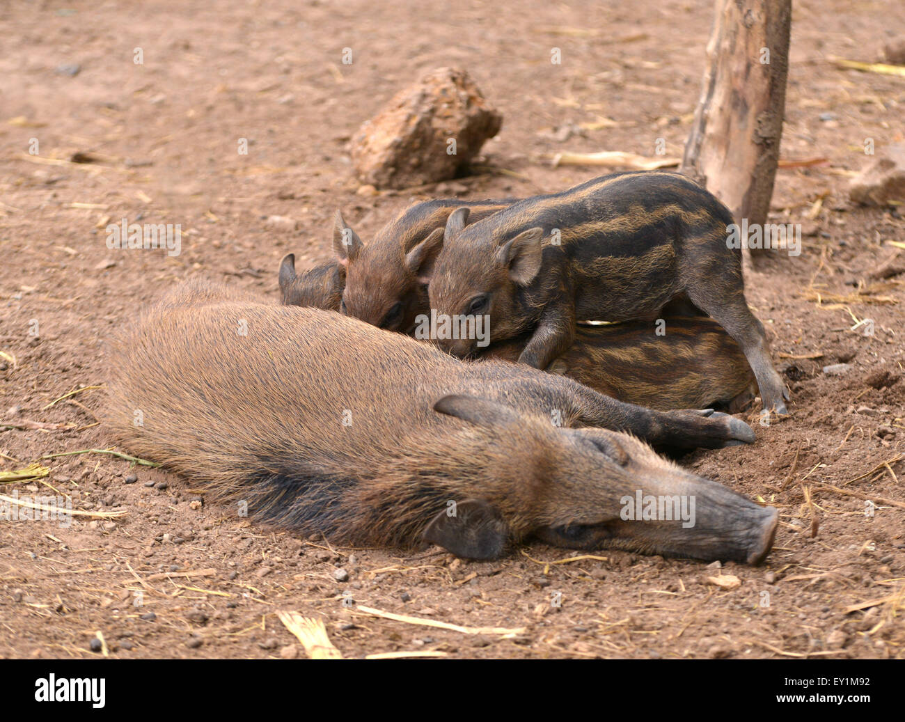 an asiatic wild boar feeding their baby Stock Photo - Alamy