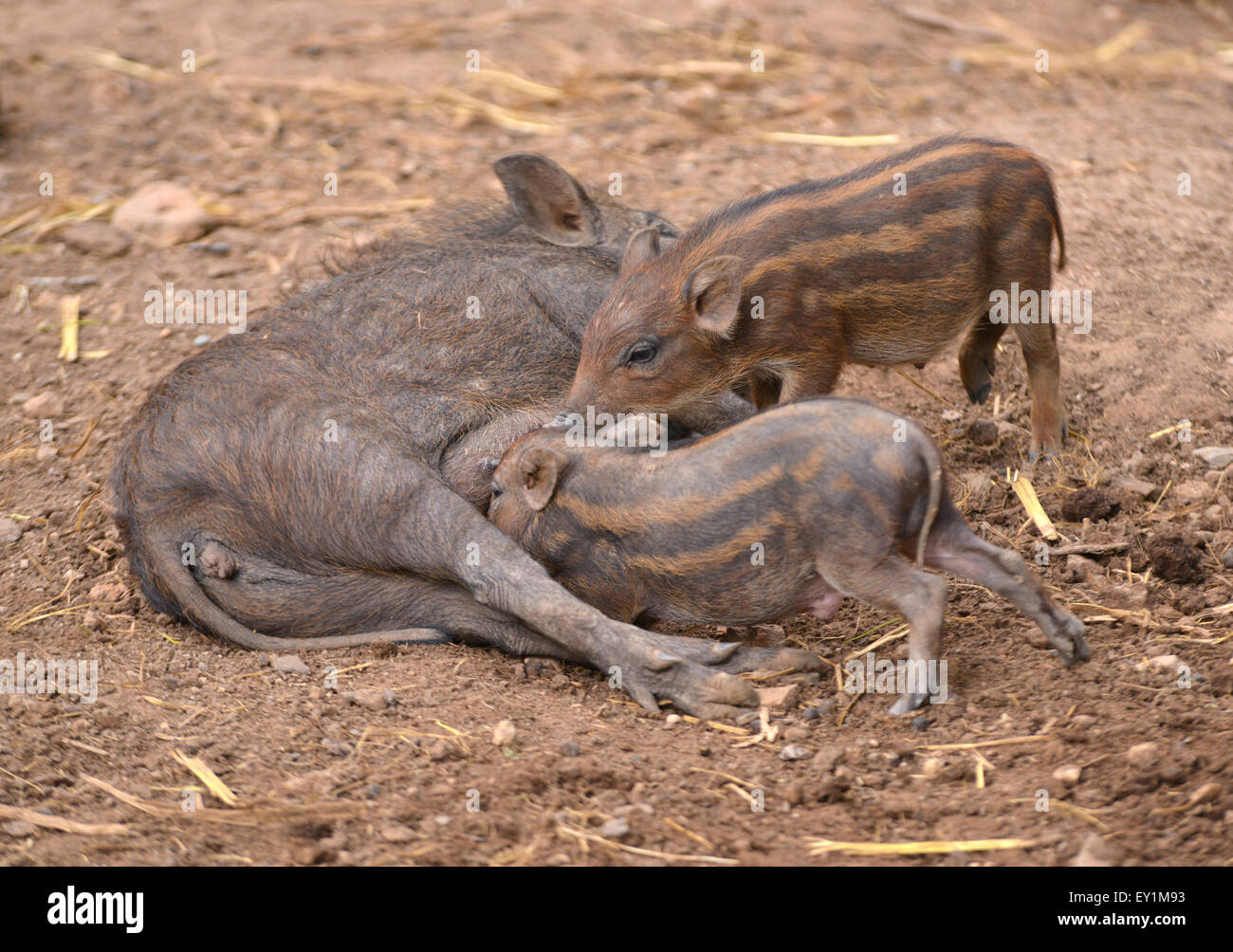 an asiatic wild boar feeding their baby Stock Photo - Alamy