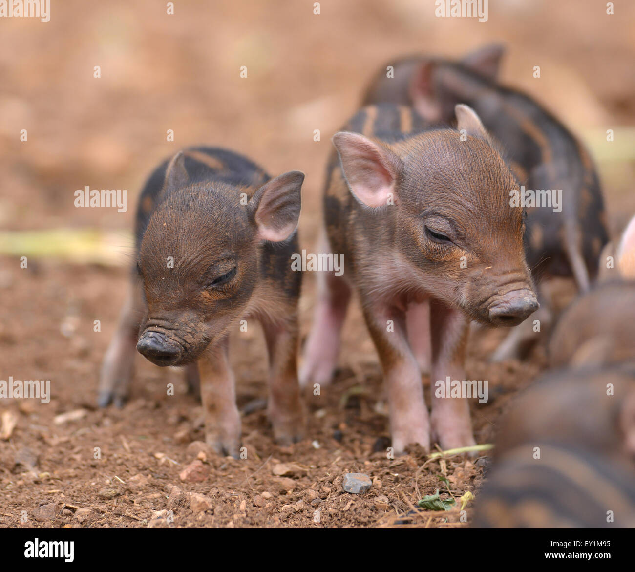 Baby Wild Boar Stock Photos & Baby Wild Boar Stock Images - Alamy