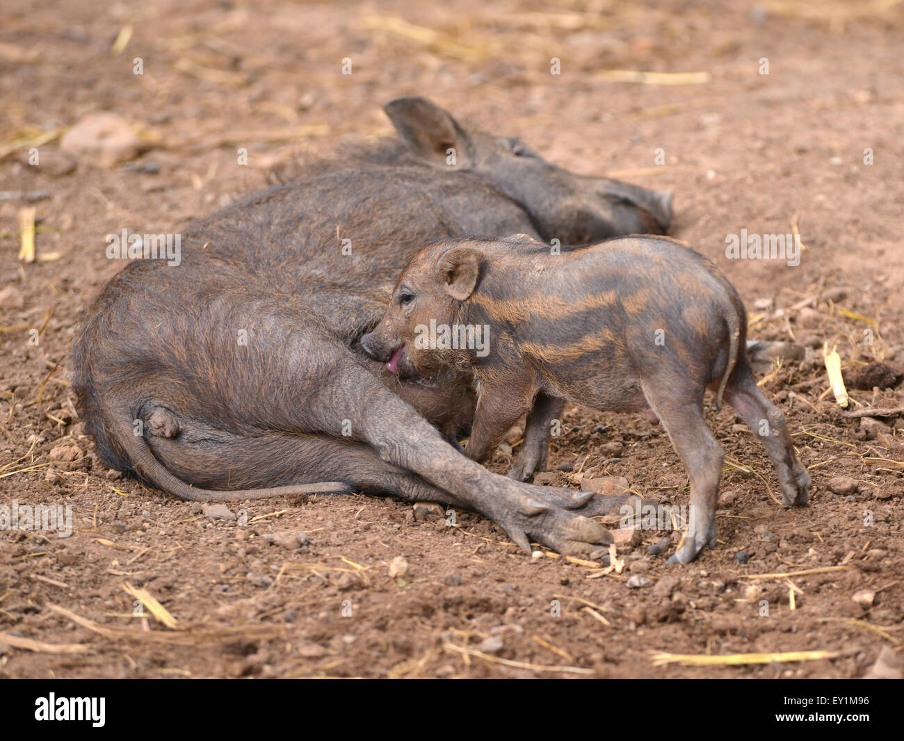 an asiatic wild boar feeding their baby Stock Photo - Alamy