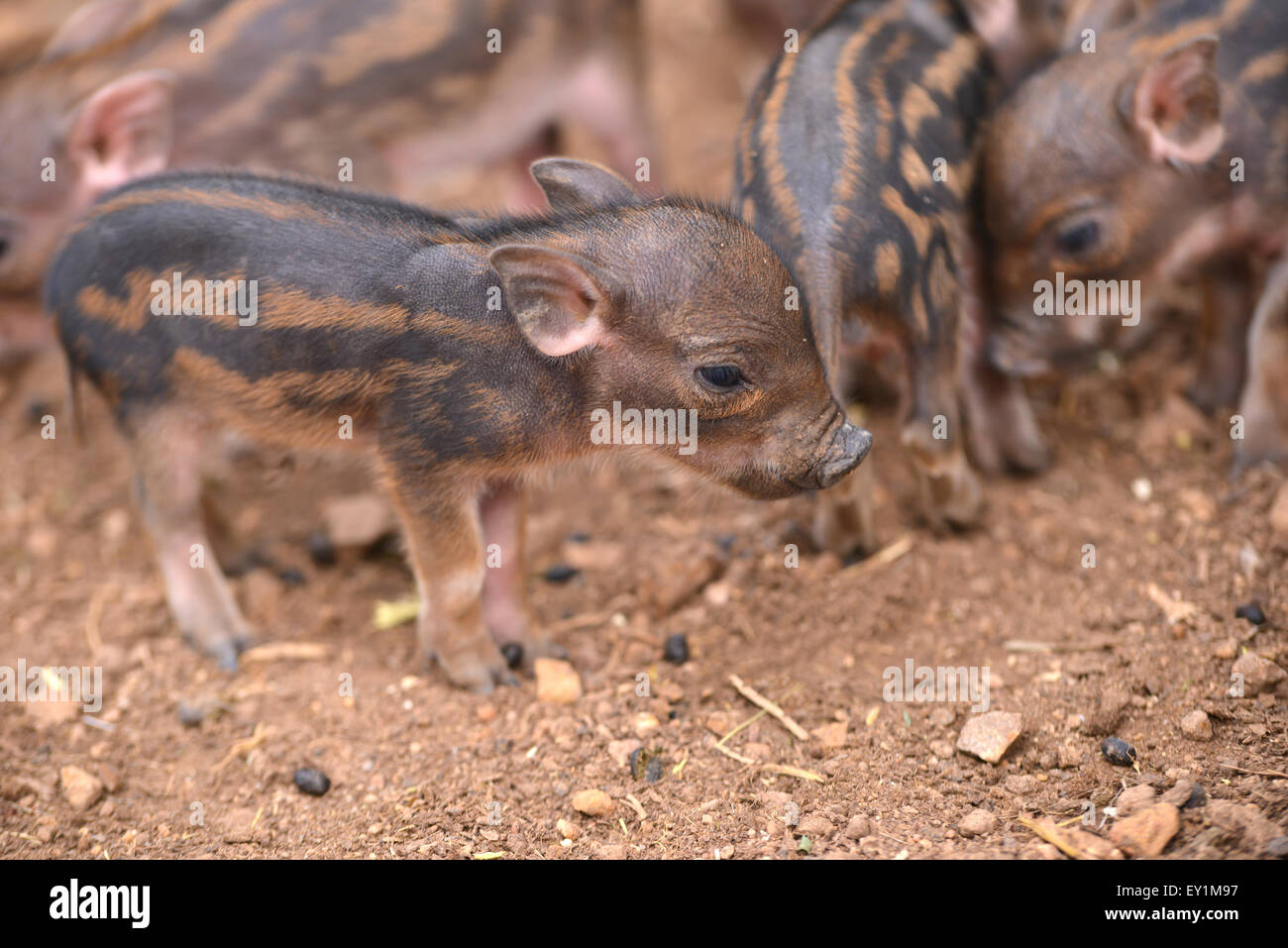 Baby Wild Boar Stock Photos & Baby Wild Boar Stock Images - Alamy
