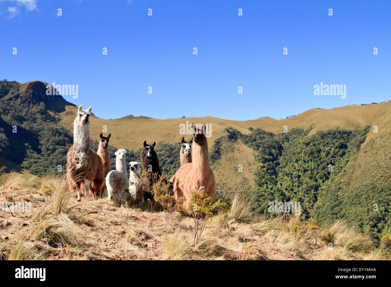 Peru colca canyon llamas hi-res stock photography and images - Alamy