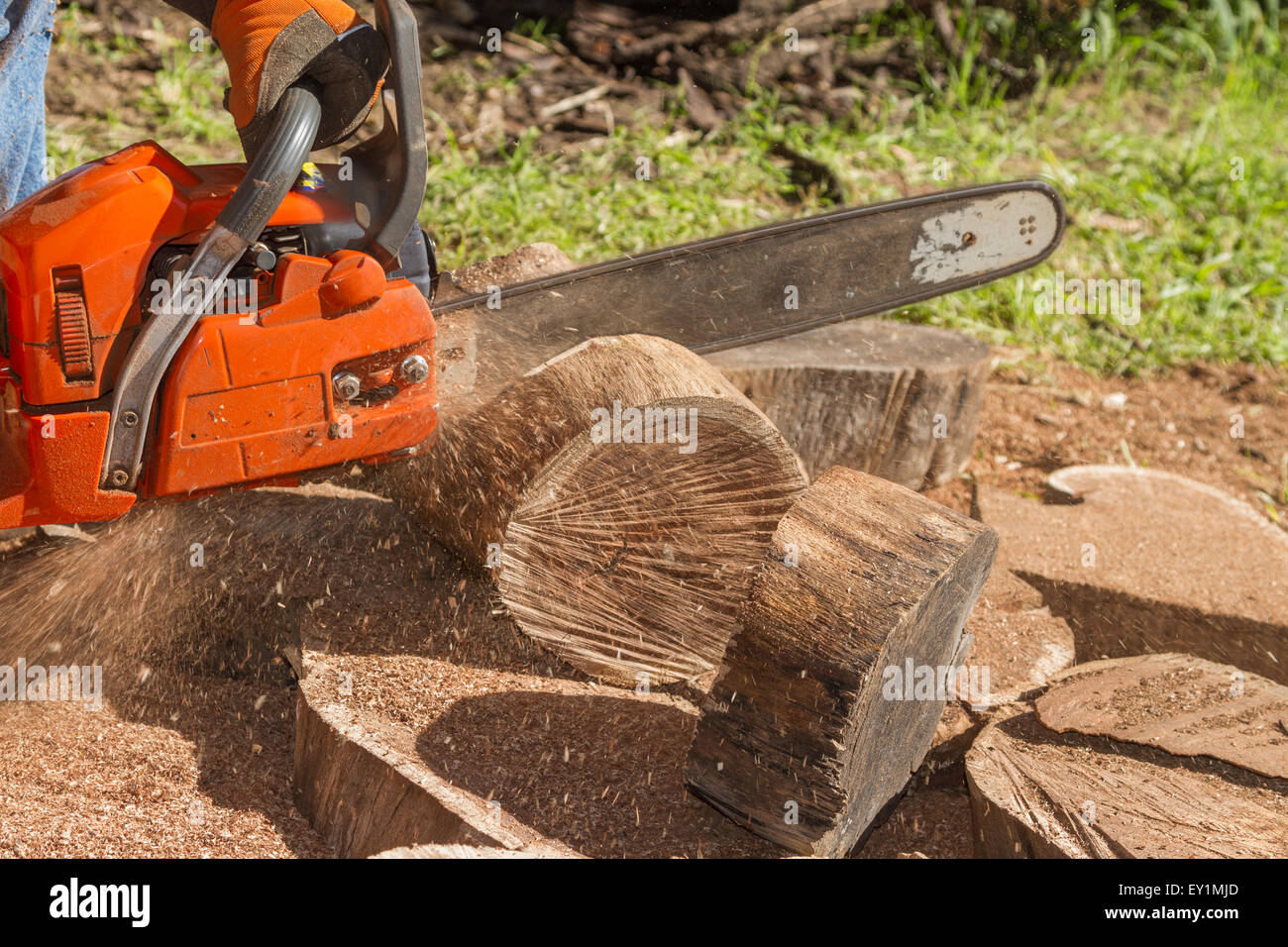 Using a chainsaw to process timber into firewood Stock Photo - Alamy
