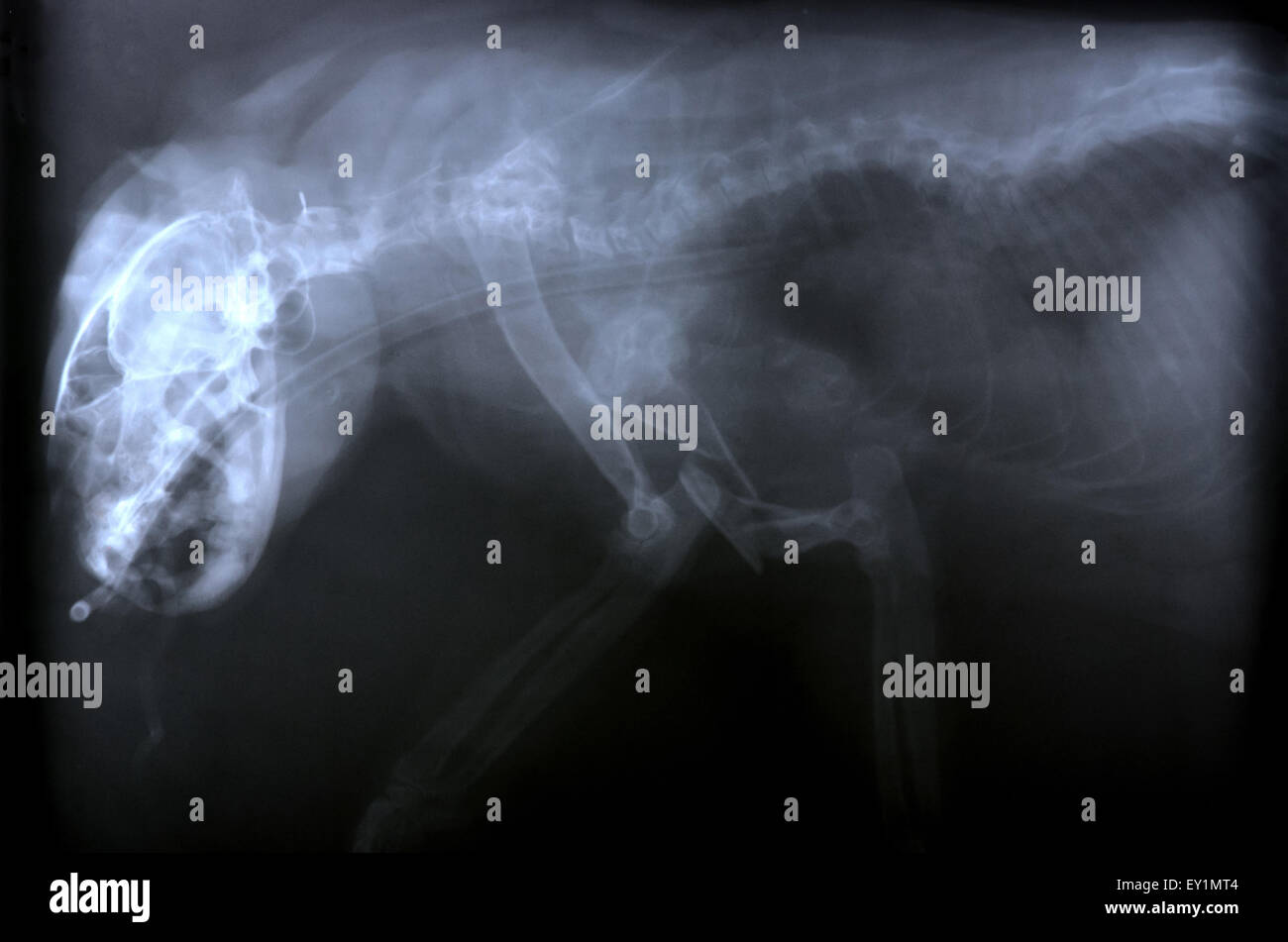 x ray picture of wild animal skeleton Stock Photo - Alamy