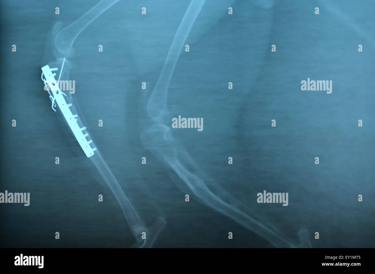 x ray picture of wild animal skeleton Stock Photo - Alamy