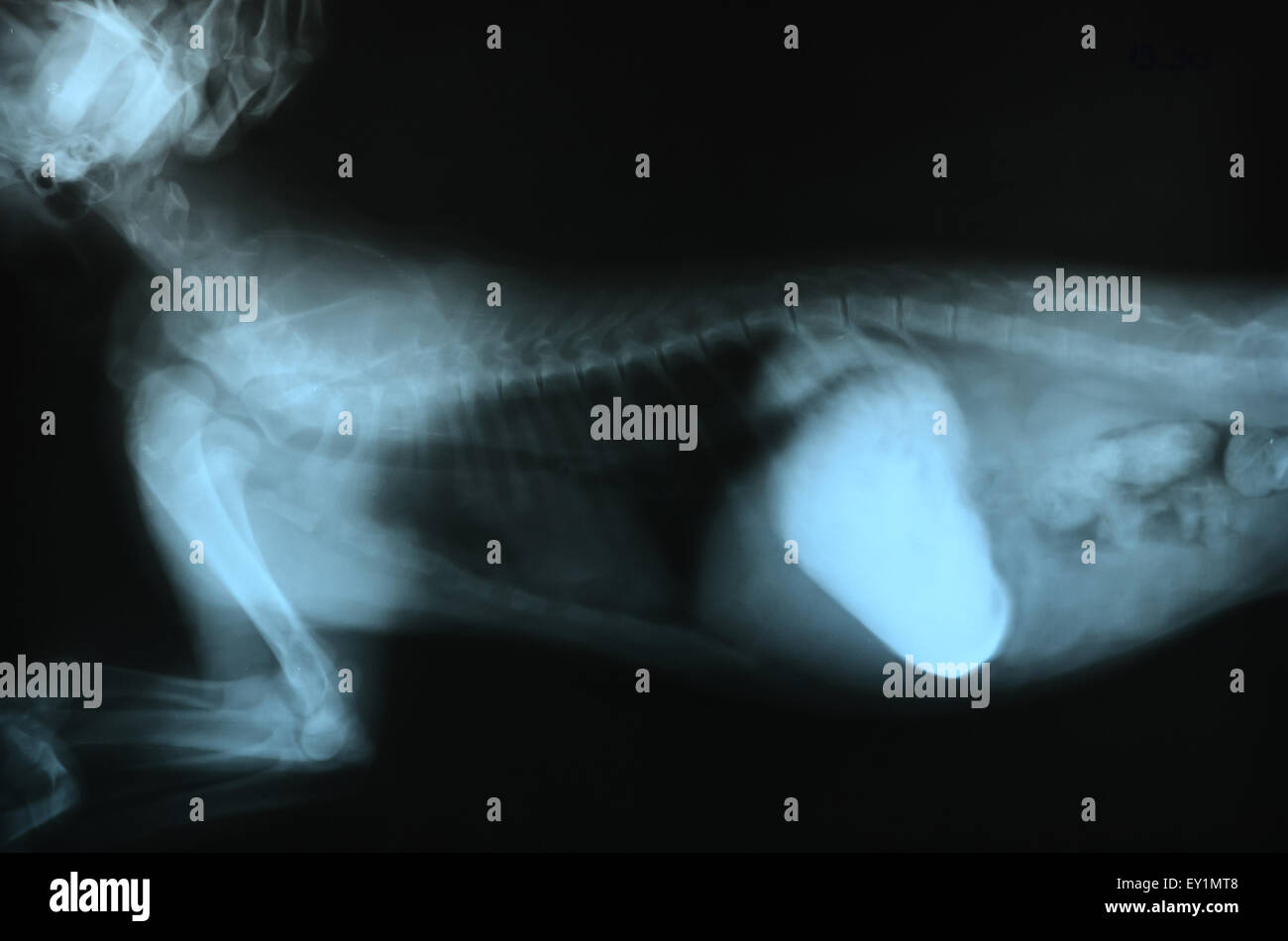 x ray picture of wild animal skeleton Stock Photo - Alamy
