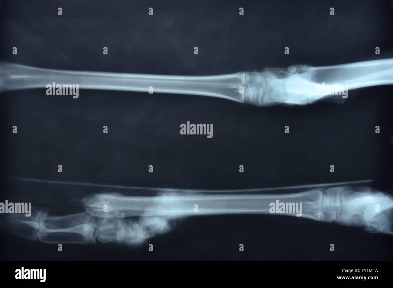 x ray picture of wild animal skeleton Stock Photo - Alamy