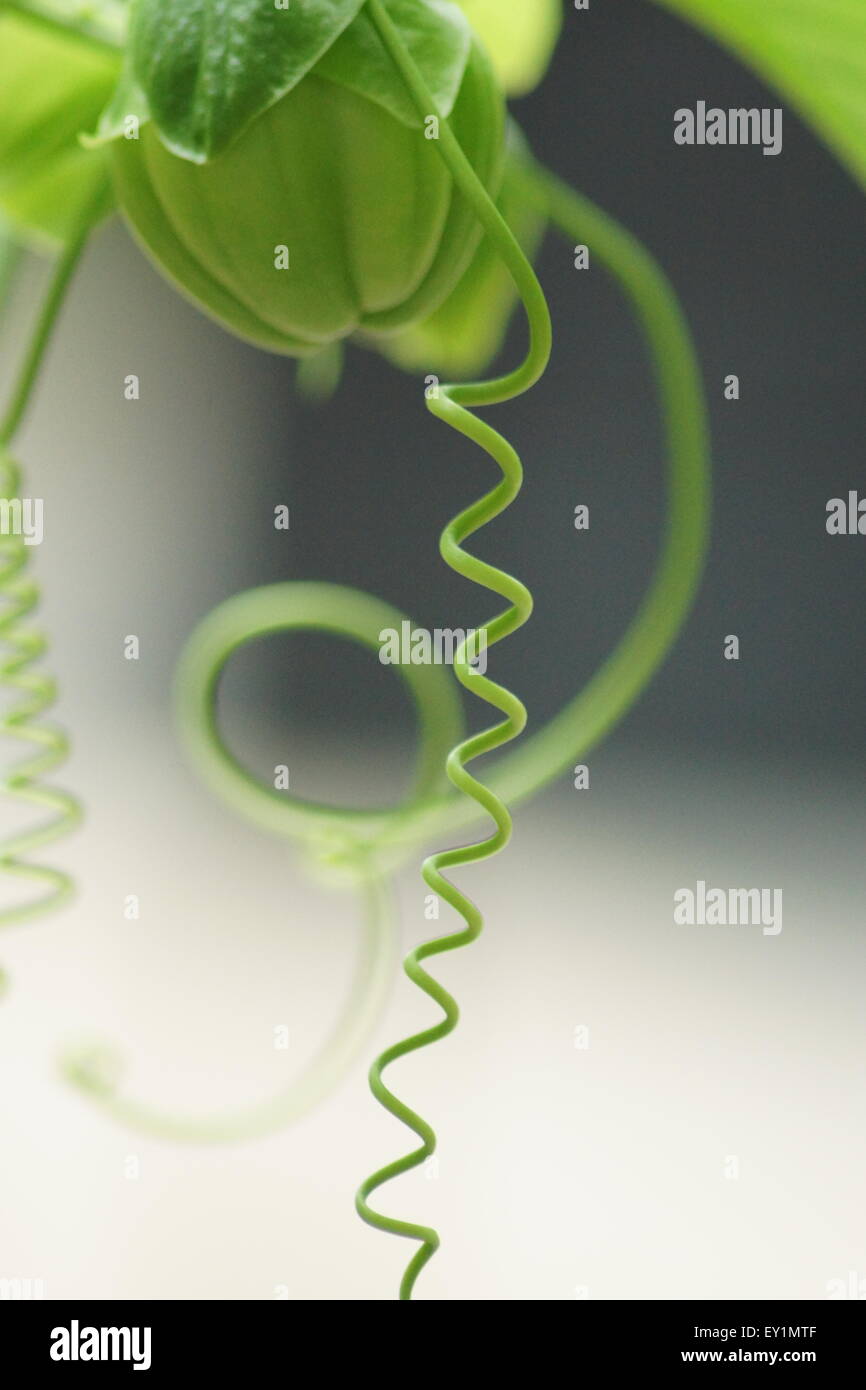 A Spring of life Stock Photo - Alamy