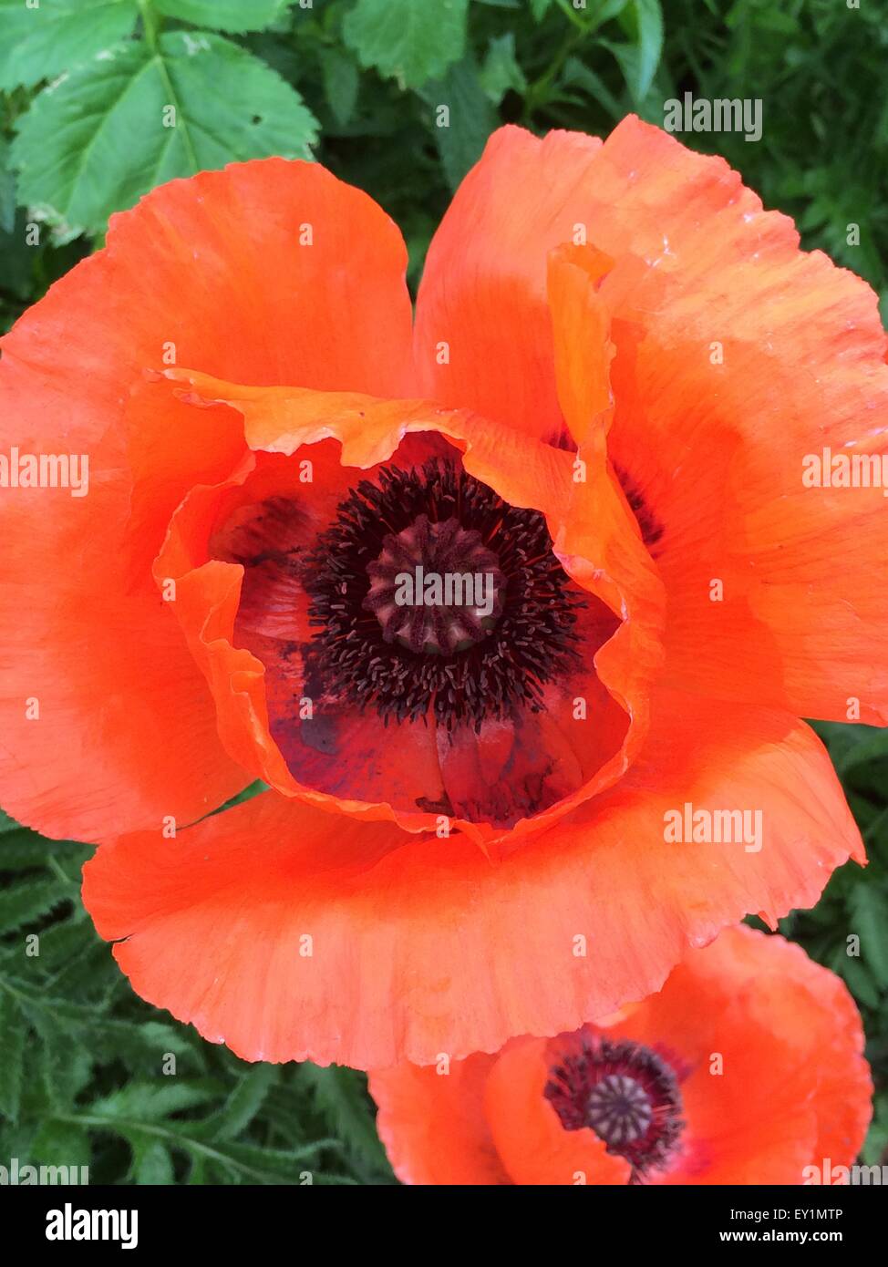 Big red poppy hi-res stock photography and images - Alamy