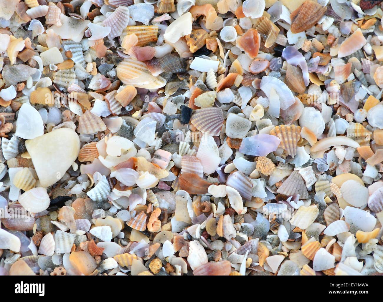 Broken shell on sandy hi-res stock photography and images - Alamy