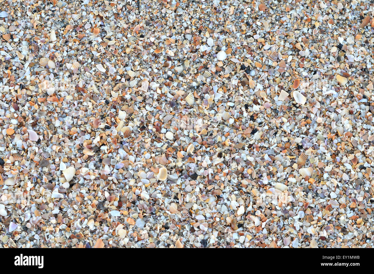 variety of broken seashells on a beach Stock Photo - Alamy