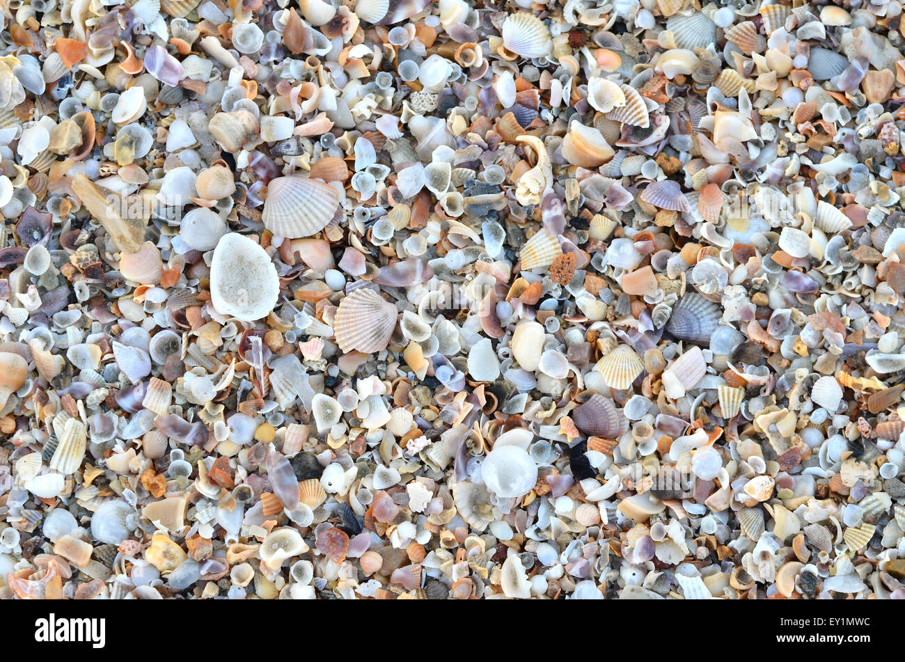 variety of broken seashells on a beach Stock Photo - Alamy