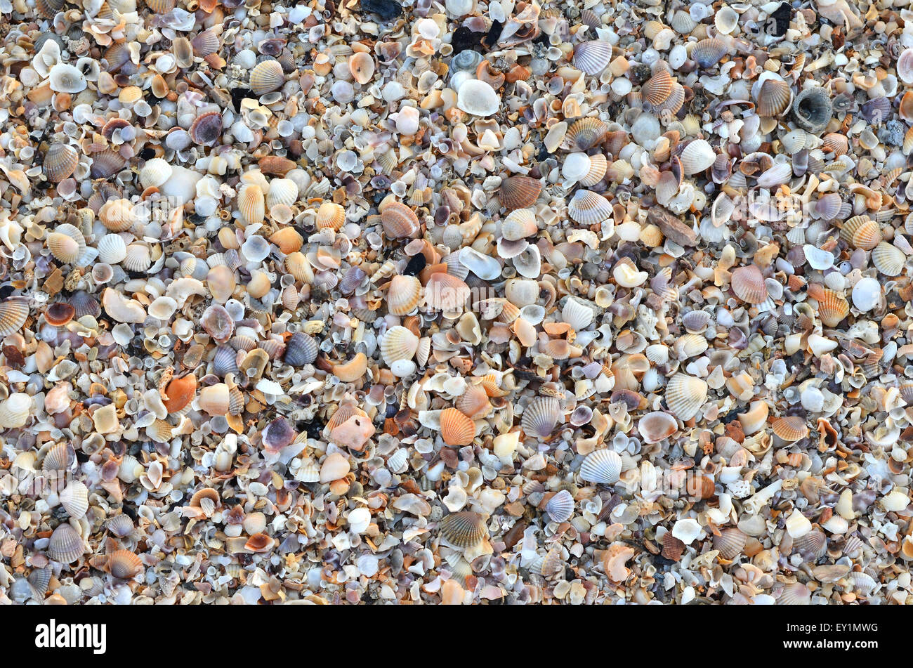 variety of broken seashells on a beach Stock Photo - Alamy