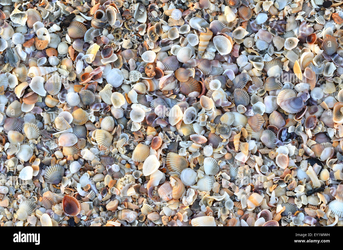 variety of broken seashells on a beach Stock Photo - Alamy