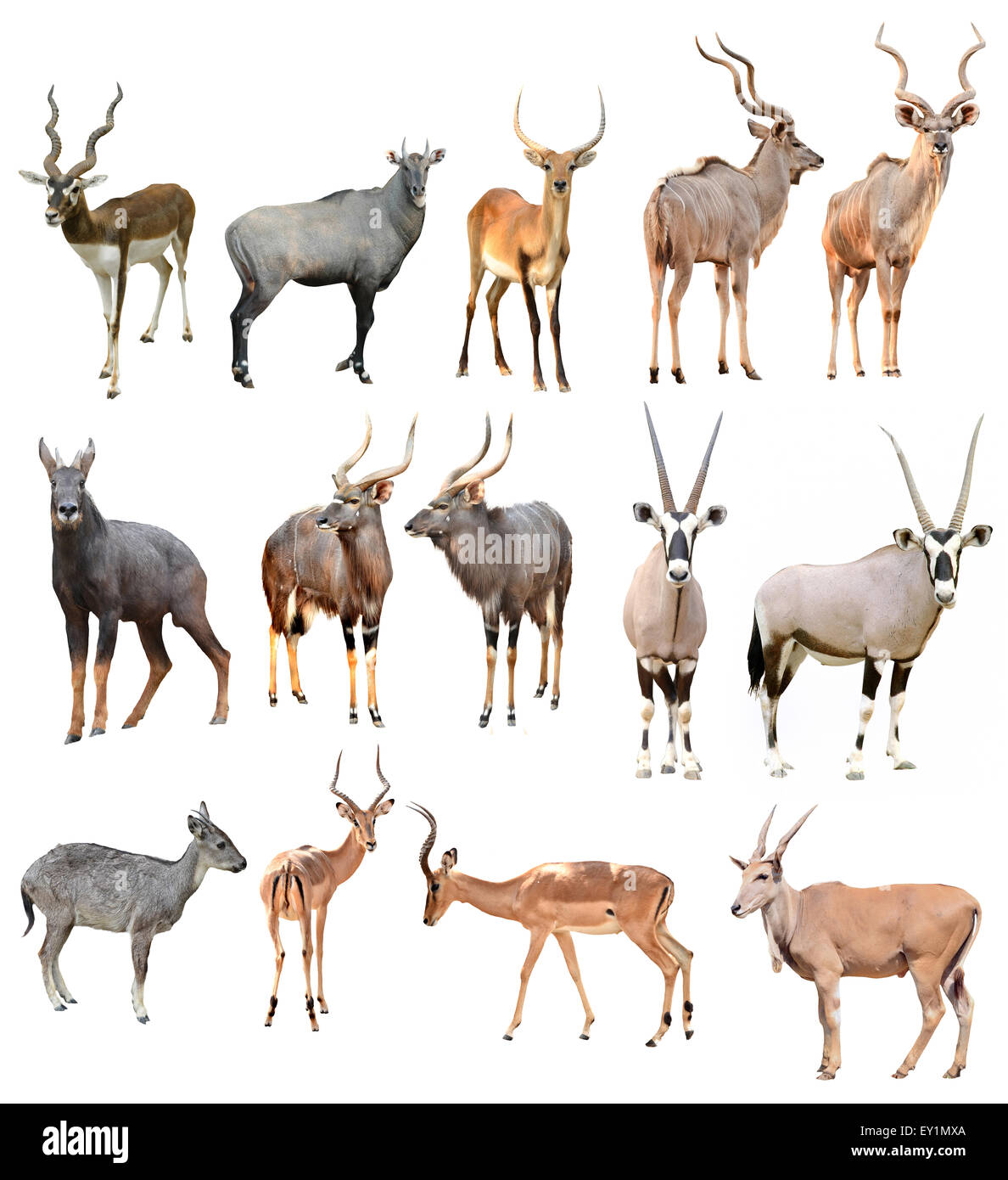 collection of male antilope isolated on white background Stock Photo ...