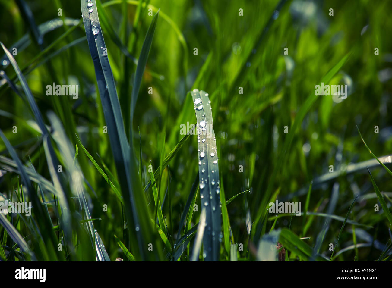 water drop on green grass detail, toning Stock Photo - Alamy