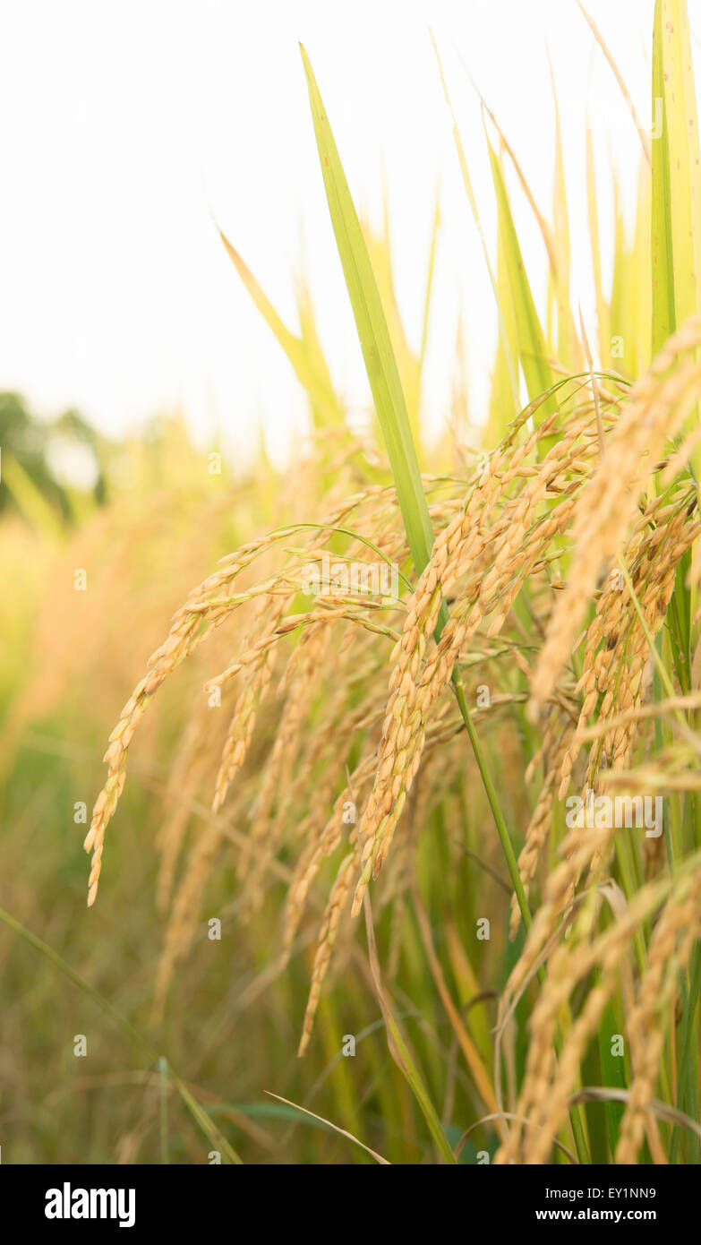 rice field in northern thailand Stock Photo - Alamy