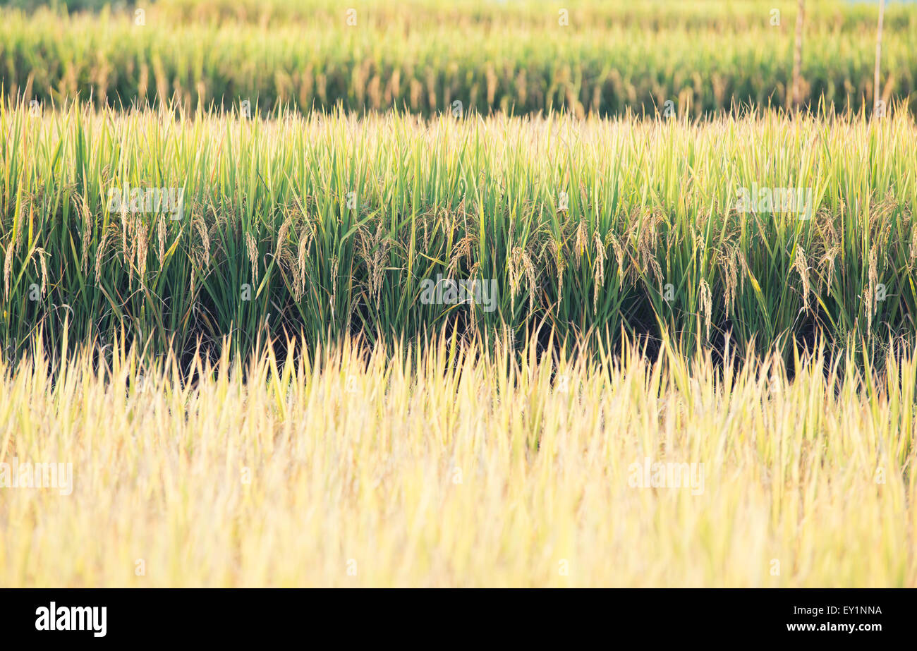 rice field in northern thailand Stock Photo - Alamy