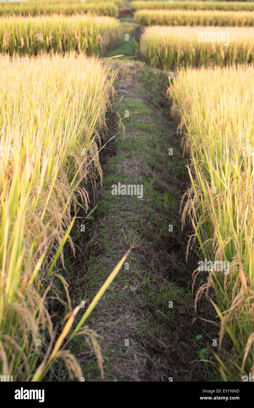 rice field in northern thailand Stock Photo - Alamy