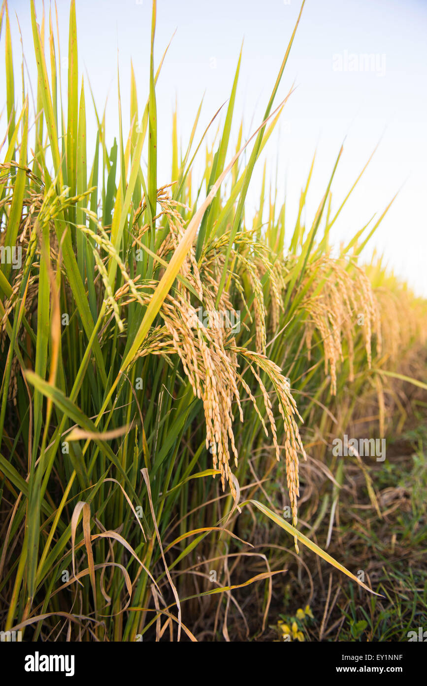 rice field in northern thailand Stock Photo - Alamy