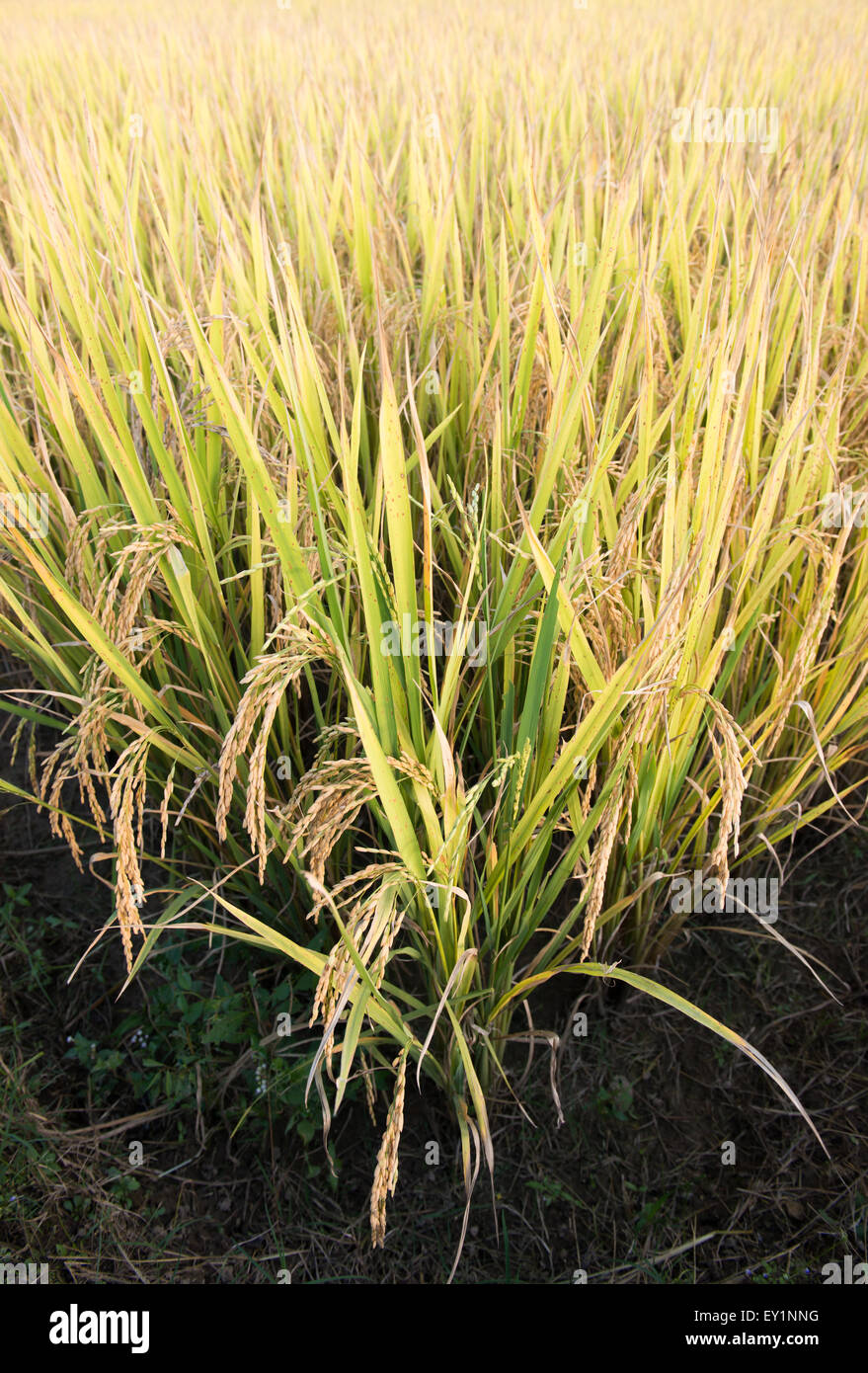 rice field in northern thailand Stock Photo - Alamy