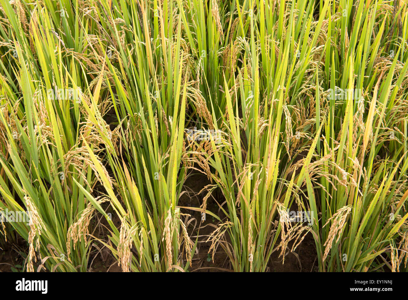 rice field in northern thailand Stock Photo - Alamy