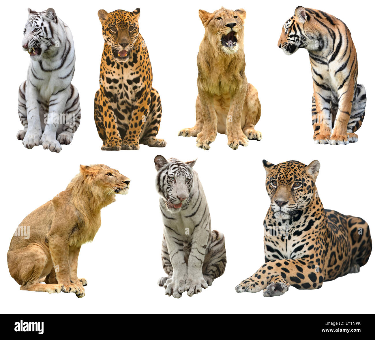 collection of big cat (panthera) isolated on white background Stock ...
