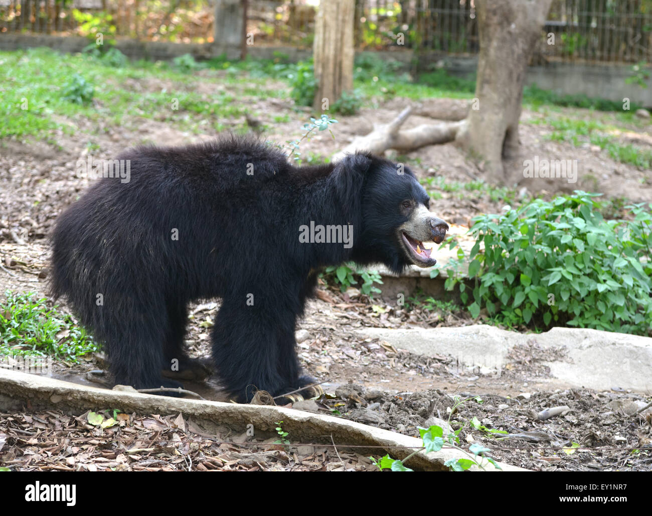 Asian bear species hi-res stock photography and images - Alamy