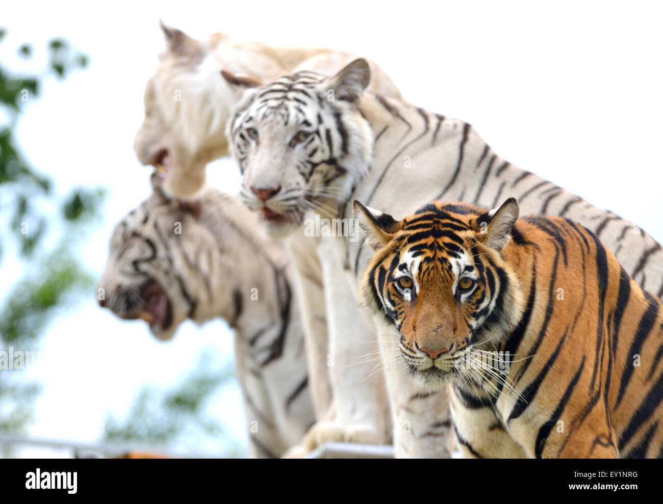 Zoo Show Tiger High Resolution Stock Photography and Images - Alamy