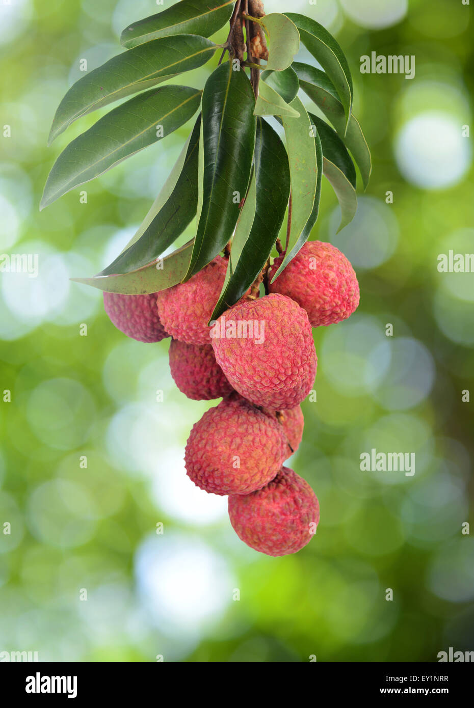 fresh lychee on tree in lychee orchard Stock Photo - Alamy