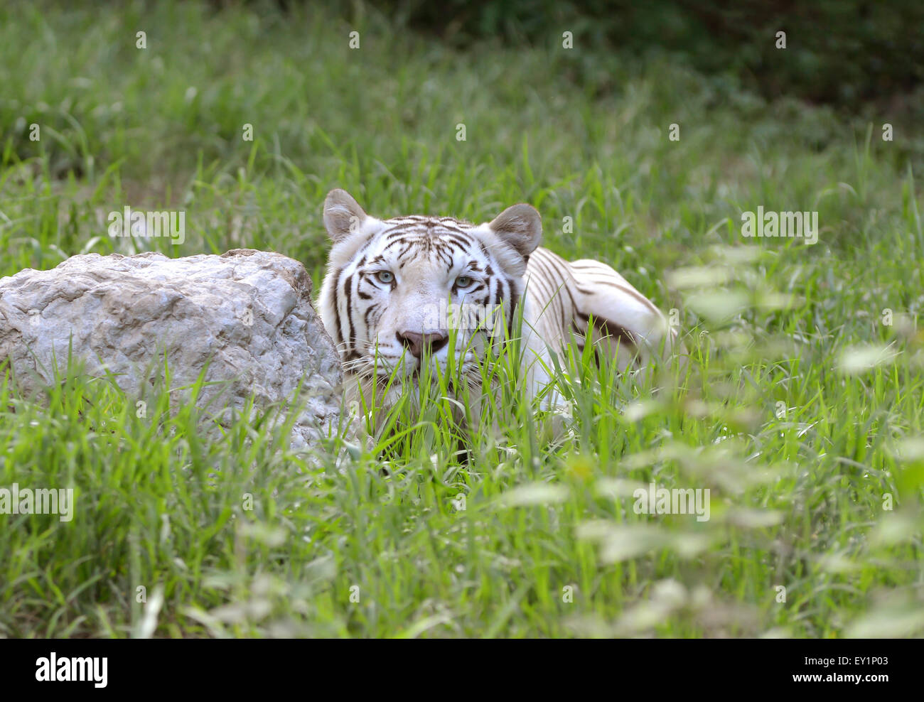 male white bengal tiger in captive environment Stock Photo - Alamy