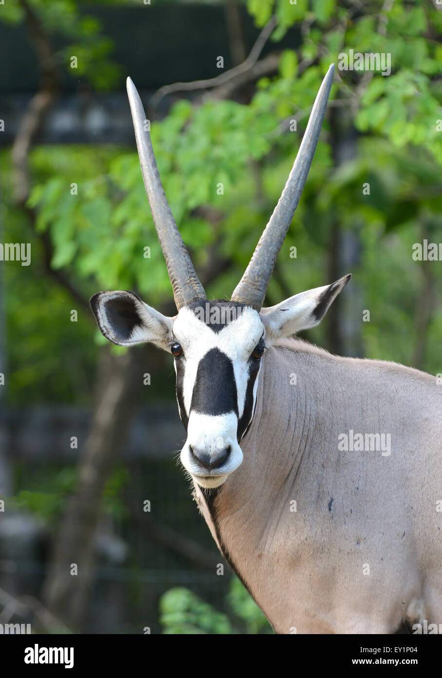 Oryx face hi-res stock photography and images - Alamy