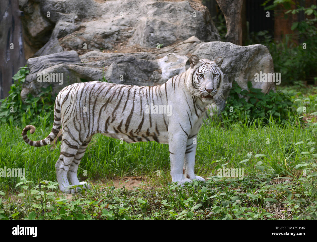 Female White Tiger