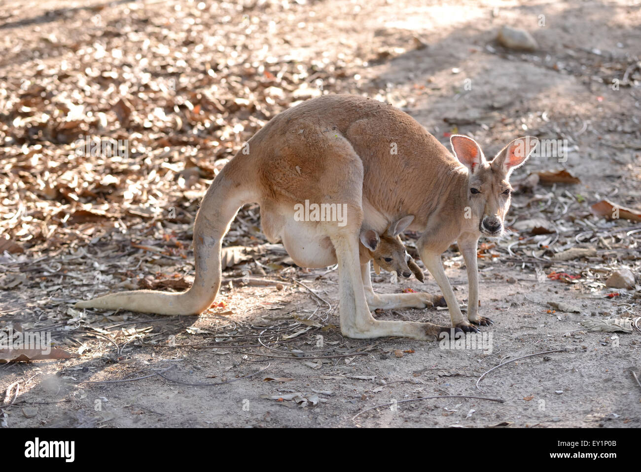 kangaroo with joey in pouch Stock Photo - Alamy