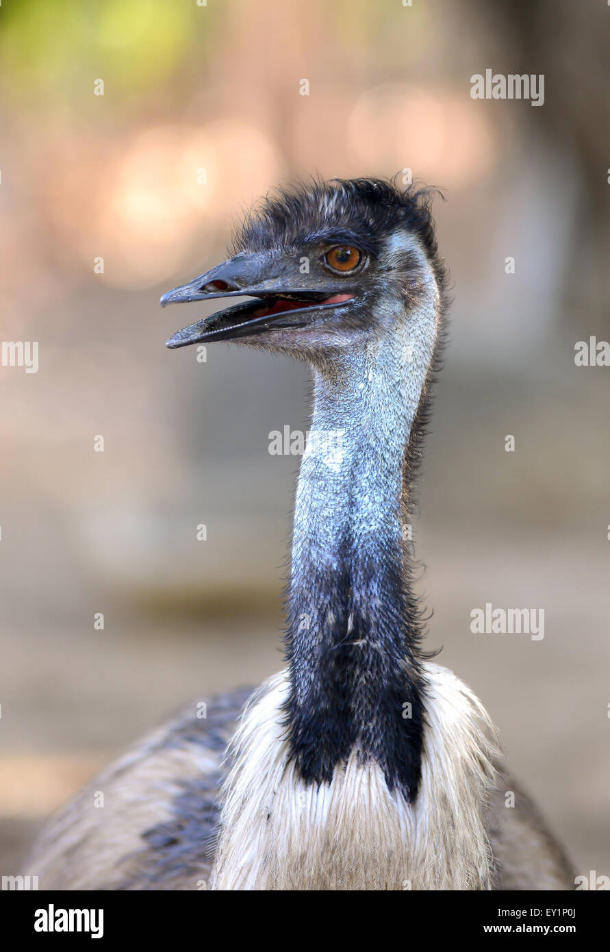 close up of australian emu head in nature Stock Photo - Alamy