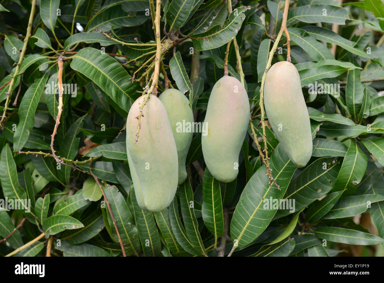 Mango tree fruit hi-res stock photography and images - Alamy