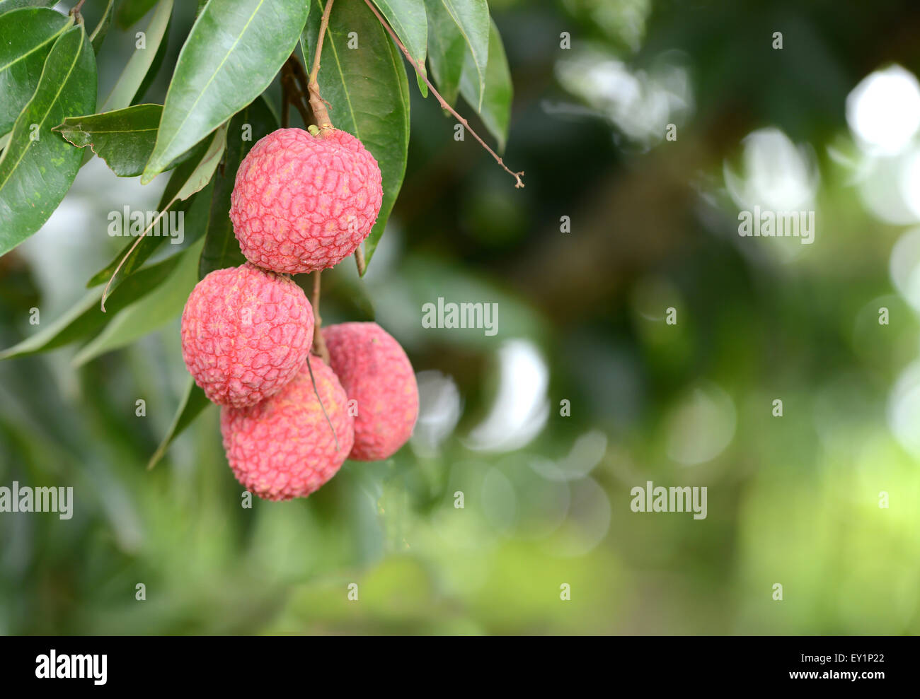fresh lichi on tree in lichi orchard Stock Photo - Alamy