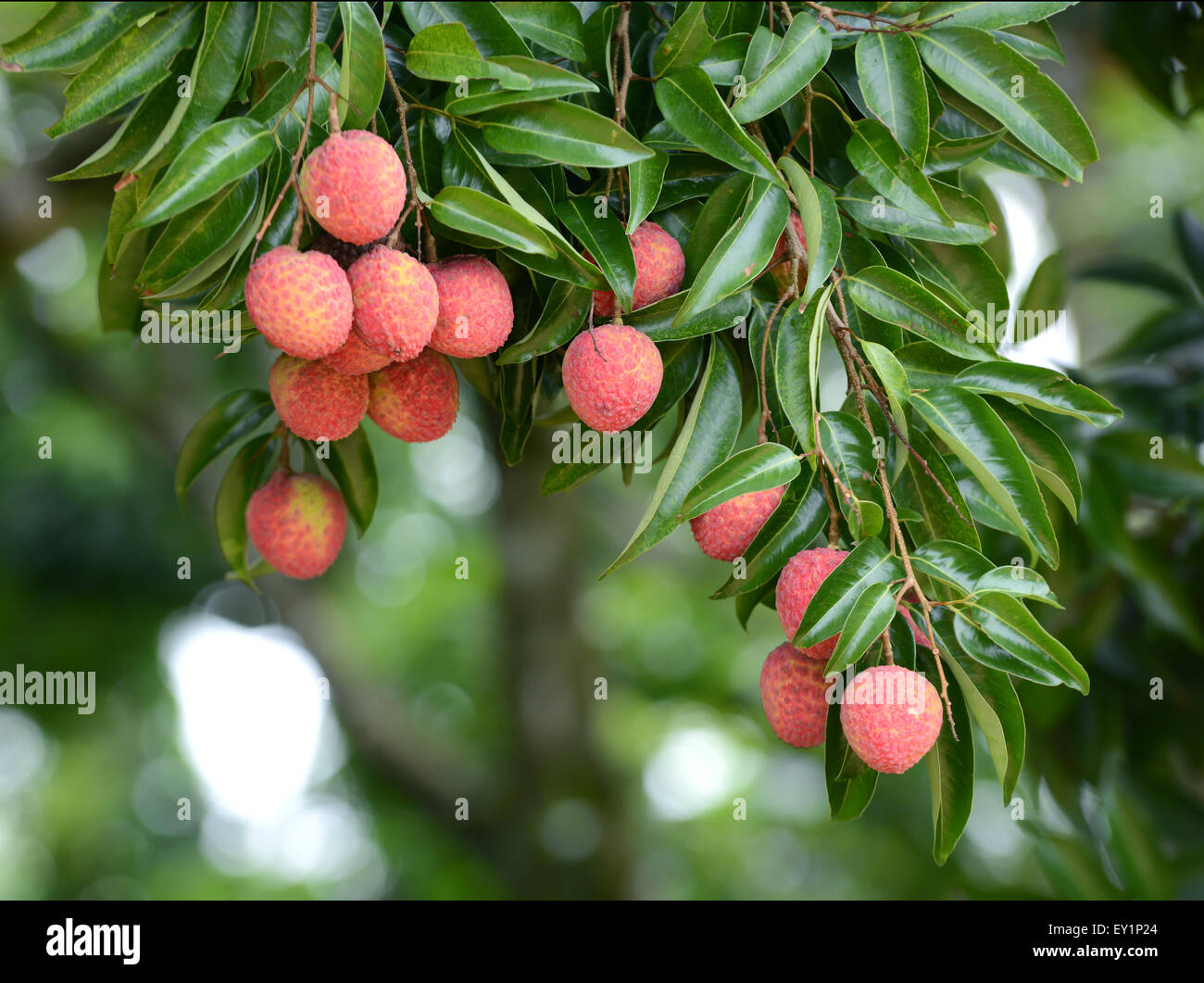 Lichi in the tree hi-res stock photography and images - Alamy