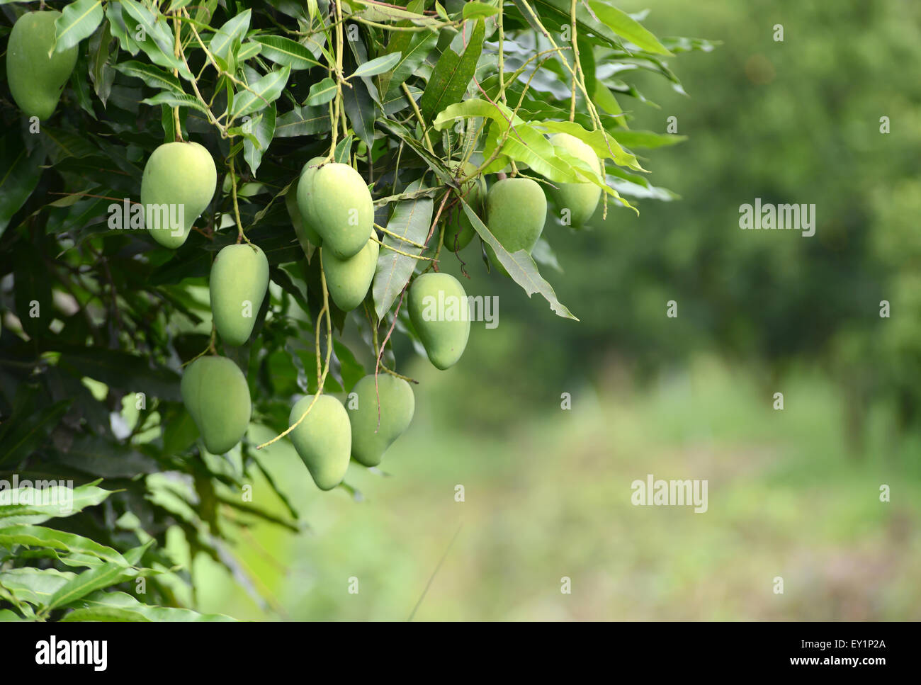 Mango tree fruit hi-res stock photography and images - Alamy