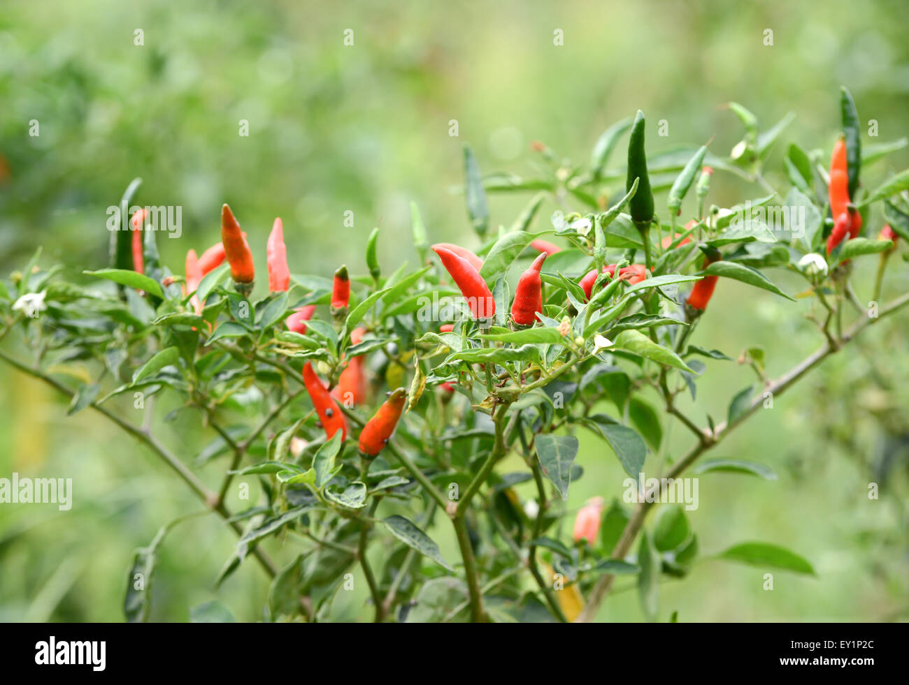 Red chilli tree hi-res stock photography and images - Alamy